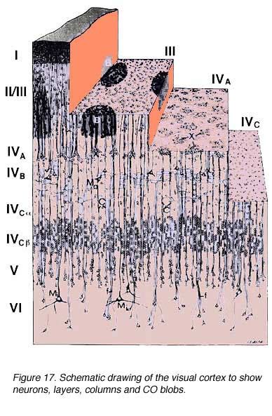 9 1 Primary Visual Cortex By Matthew Schmolesky Webvision