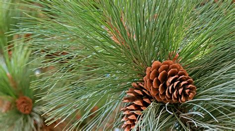 The Power Of Pine Needles 14 Health And Practical Benefits
