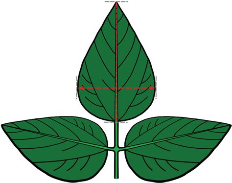 Guide To How Leaf Length And Leaf Width Were Measured In The Greenhouse Download Scientific