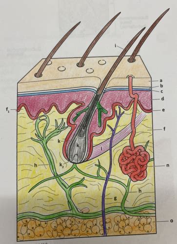 Labeling Integumentary System Flashcards Quizlet