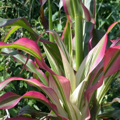 Царевица Пъстри Листа