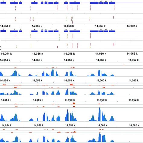 Asm And Expression Of Hydin 1 Gene During Early Sex Differentiation Of Download Scientific
