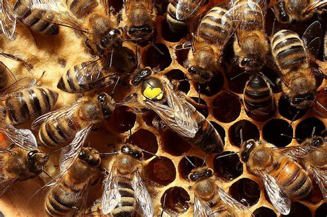 How To Requeen A Honey Bee Hive