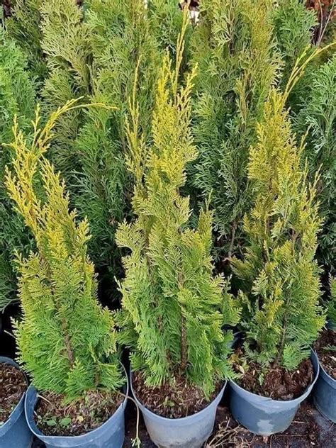 Еко Ивоне садници Цена 285 денари садник Висина 60 70 Cm препознатливи по златно