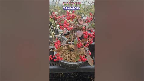 희순야생화 사과분재 고도네아스타 Youtube