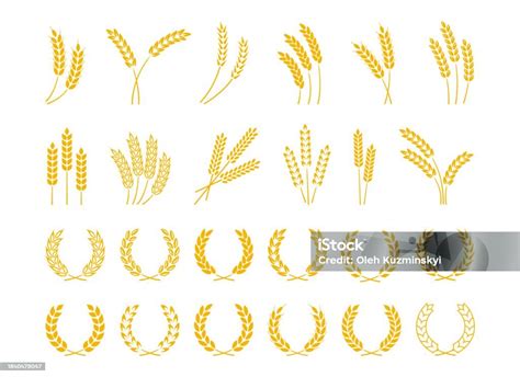 밀과 보리 이삭 잘 익은 노란 알갱이가 있는 밀 화환 쌀과 귀리 줄기 호밀 알갱이의 귀 실루엣 곡물 유기농 식품 맥주 및 빵 벡터 로고 보리에 대한 스톡 벡터 아트 및 기타