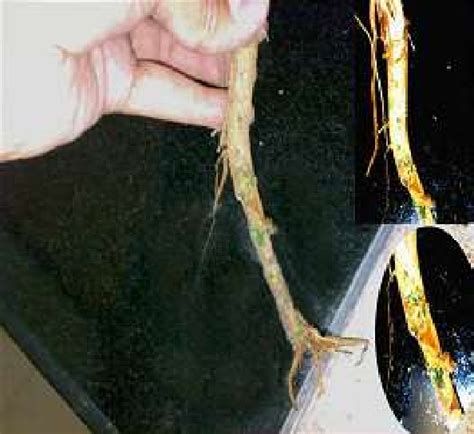 Natural Occurrence Of Trichoderma On Castor Rhizospheric Download Scientific Diagram