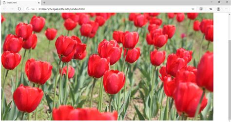 Html Attributes Explained With Examples Shiksha Online