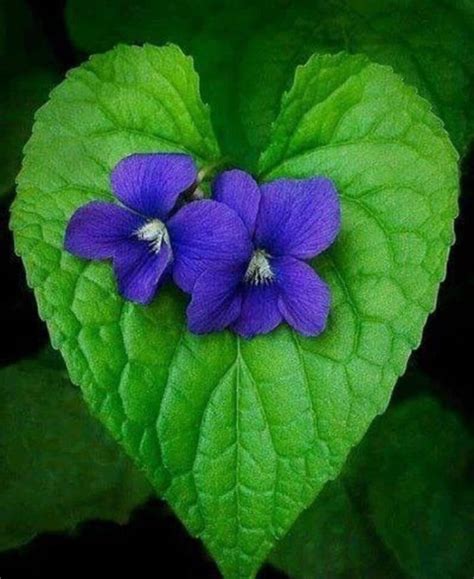 Chiara Sweetfeetit Onlyfans