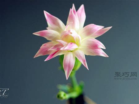 花语大全 100种各种花语大全带图片 让我们用花来表达语言 聚巧网