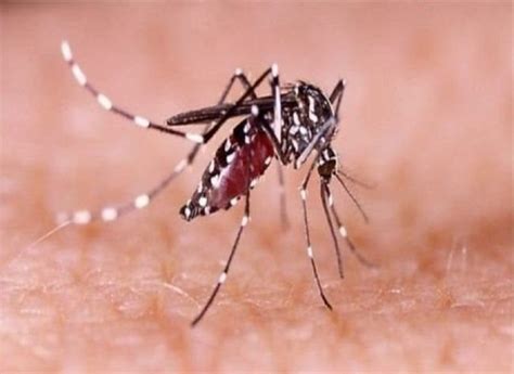 ডেঙ্গুতে আরও ৩ জনের মৃত্যু