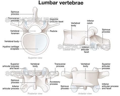 Vertebrae Labeled Lumbar