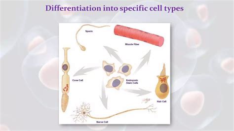 Stem Cell Therapy And Gene Therapy Pptx Stem Cell Therapy And Gene Therapy Pptx