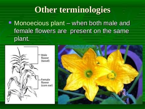 Dioecious Flower Examples