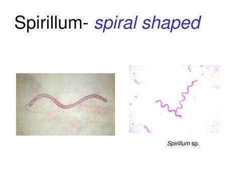 Ppt Bacteria Powerpoint Presentation Free Download Id1123251