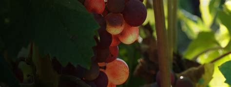 Развојна банка на Северна Македонија АД Скопје