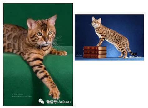 BENGAL孟加拉豹猫 品种 维宠宠物导航网