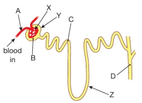 IGCSE Biology Diagrams Nephron Function Diagram Quizlet
