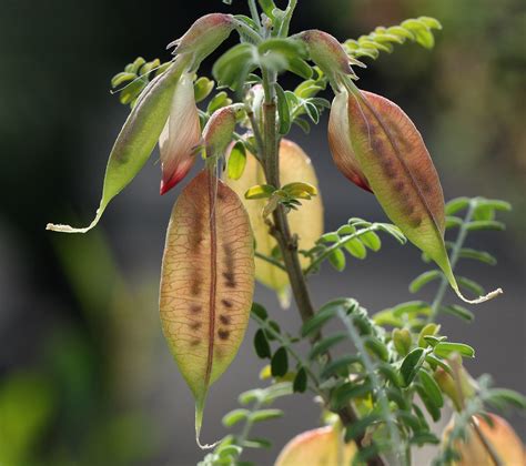 Sutherlandia Frutescens Cerlin Ng Flickr