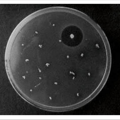 Growth Curve And Bacteriocin Production By L Plantarum Bs2 Download
