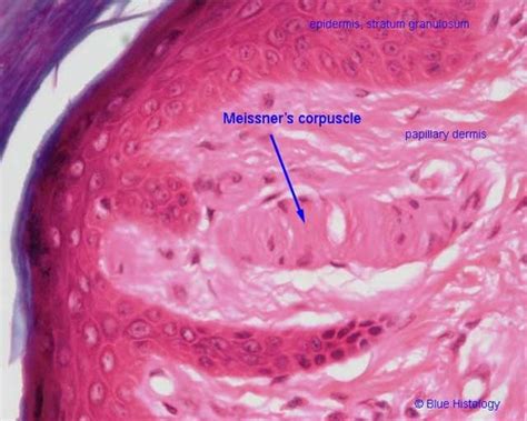 Papillary Layer Flashcards Quizlet