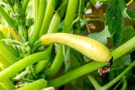 How To Grow Crookneck Squash In A Container At Janita Huang Blog