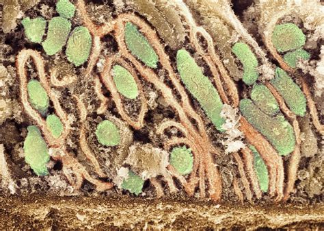 Mitochondria Sem Stock Image C001 2552 Science Photo Library