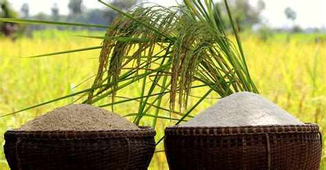 អង្ករនាងអំ កាន់តែមានការទីផ្សារល្អ ខណៈមានការព្រួយបារម្ភពីការបាត់គុណភាពពូជដើម Empire News Network