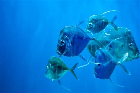 Premium Photo Selene Vomer Fish