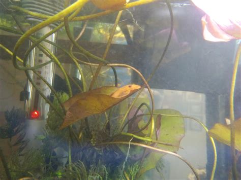 Leaf Bed Is The Best Bed Scrolller