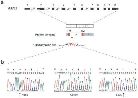 Organization Of Bscl2 And Missense Mutations Found In Individuals With