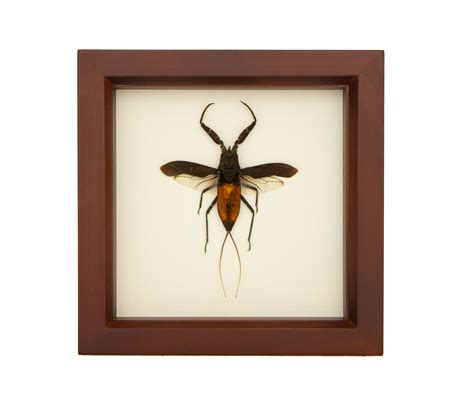 Framed Giant Water Bug Toe Biter