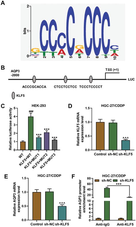 Klf5 Positively Modulated Aqp3 In Cddp Resistant Gc Cells A And B Download Scientific