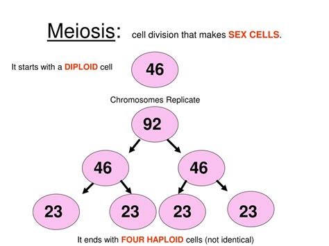 Ppt How Many Chromosomes Are Found In Each Human Body Cell