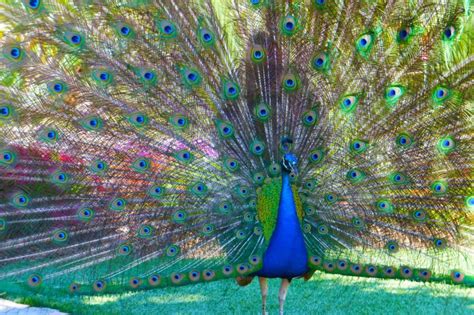James Schad On Linkedin 🤔 What Can A Peacock Teach Us About Media