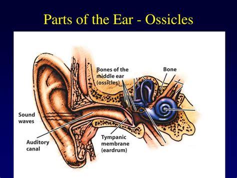 Ppt Parts Of The Ear Ossicles Powerpoint Presentation Free Download Id 5465594