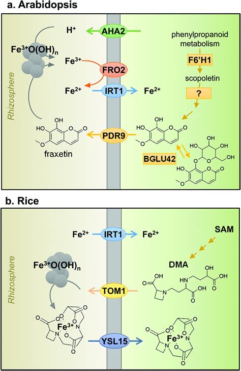 Iron Homeostasis In Plants A Brief Overview Metallomics Rsc