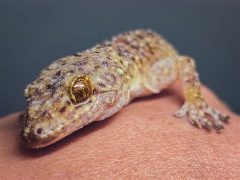 Premium Photo A Close Up Gecko On Human Hand
