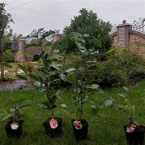 💙💛МАГНОЛІЇ🌺🇺🇦КВІТИ🇺🇦🌺УКРАЇНА🇺🇦💙💛 Rozu Sad • Instagram Photos And Videos