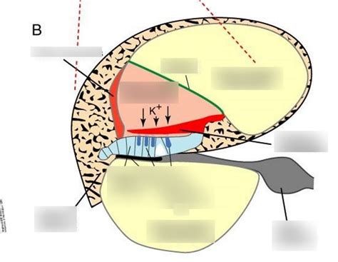Cochlear Turn Cross Section Diagram Quizlet