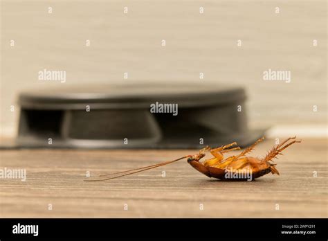 Dead American Cockroach Laying On Its Back In The Foreground In Front