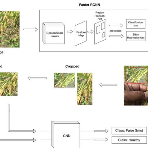 Pdf Rice Grain Disease Identification Using Dual Phase Convolutional Neural Network Based