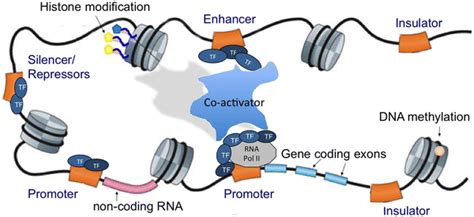 Schematic Model Illustrating Major Regulatory Elements 1 Download Scientific Diagram