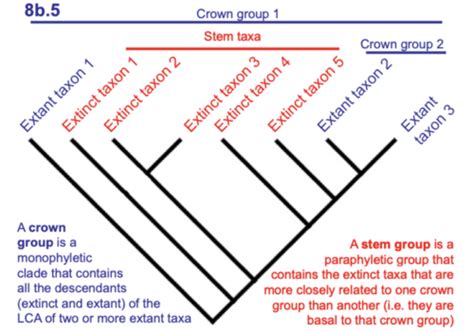 Lectures 14 19 Phenotypic Comparative Anatomy Macroevolution