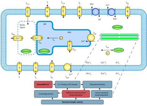 Using The Import Feature Of Cellml 1 1 To Reuse Existing Models — Cellml