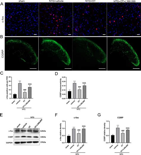 Effect Of Ot On Cgrp And C Fos Expression Levels A And C Show C Fos B