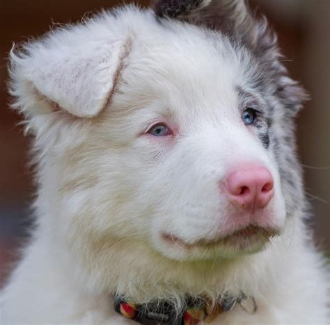 25 Of The Most Amazing White Border Collie Images Ever The Paws