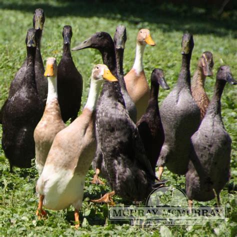 Murray Mcmurray Hatchery Runner Duck Assortment