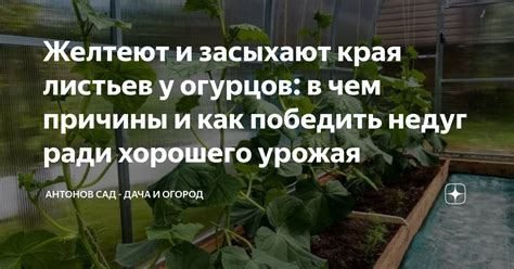 Желтеют и засыхают края листьев у огурцов в чем причины и как победить недуг ради хорошего