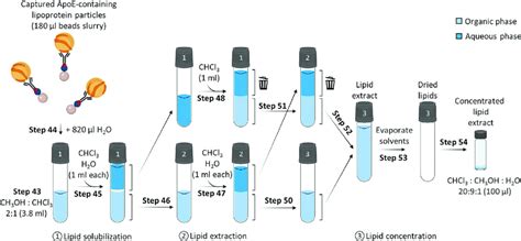 Lipid Extraction Using A Bligh And Dyer Protocol A Methanolchloroform Download Scientific